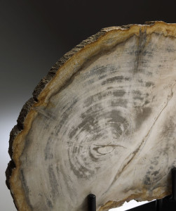 Petrified Wood Sculpture | MOSS MANOR: A Design House